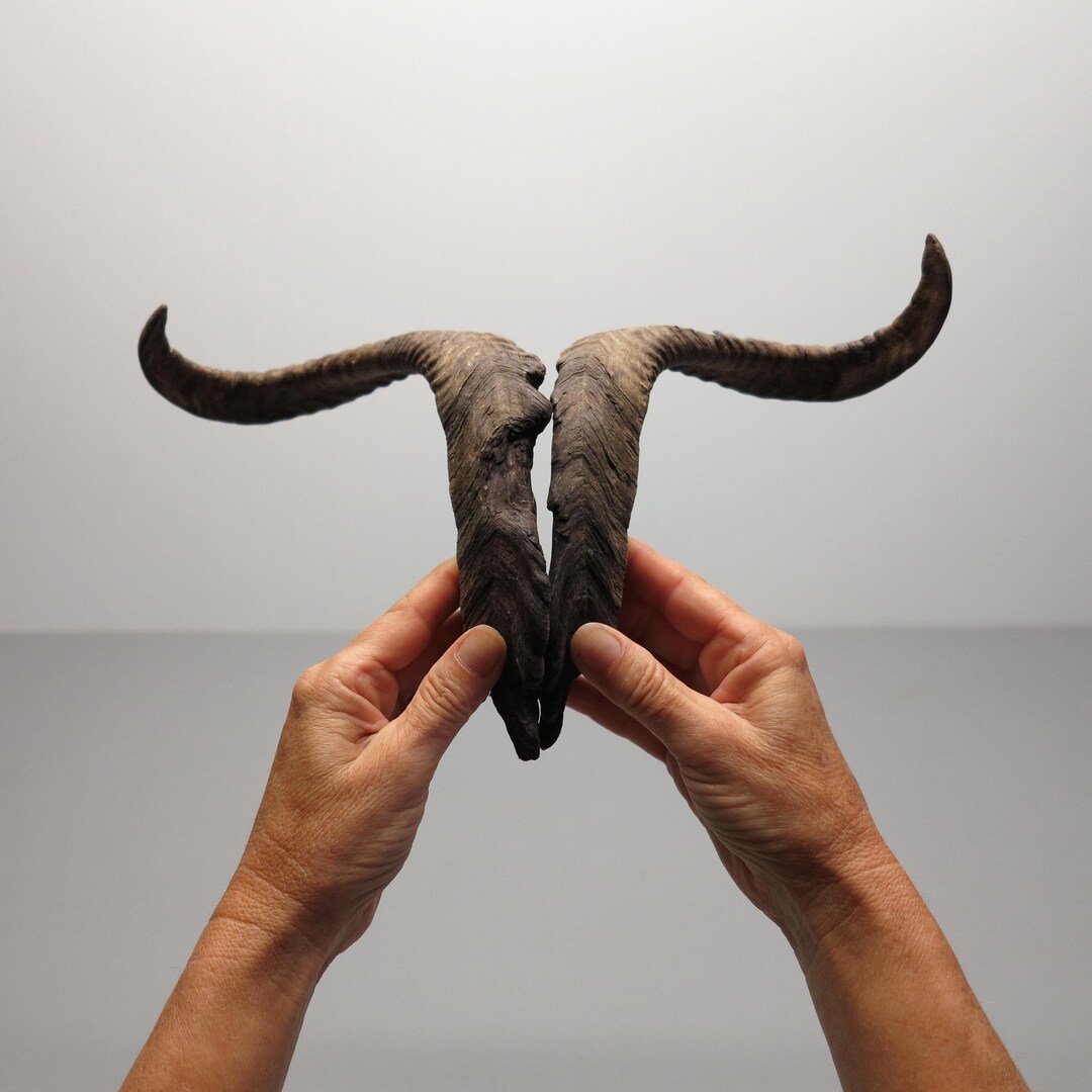 Goat Horns • Common Size • Wavy Shape - Etsy