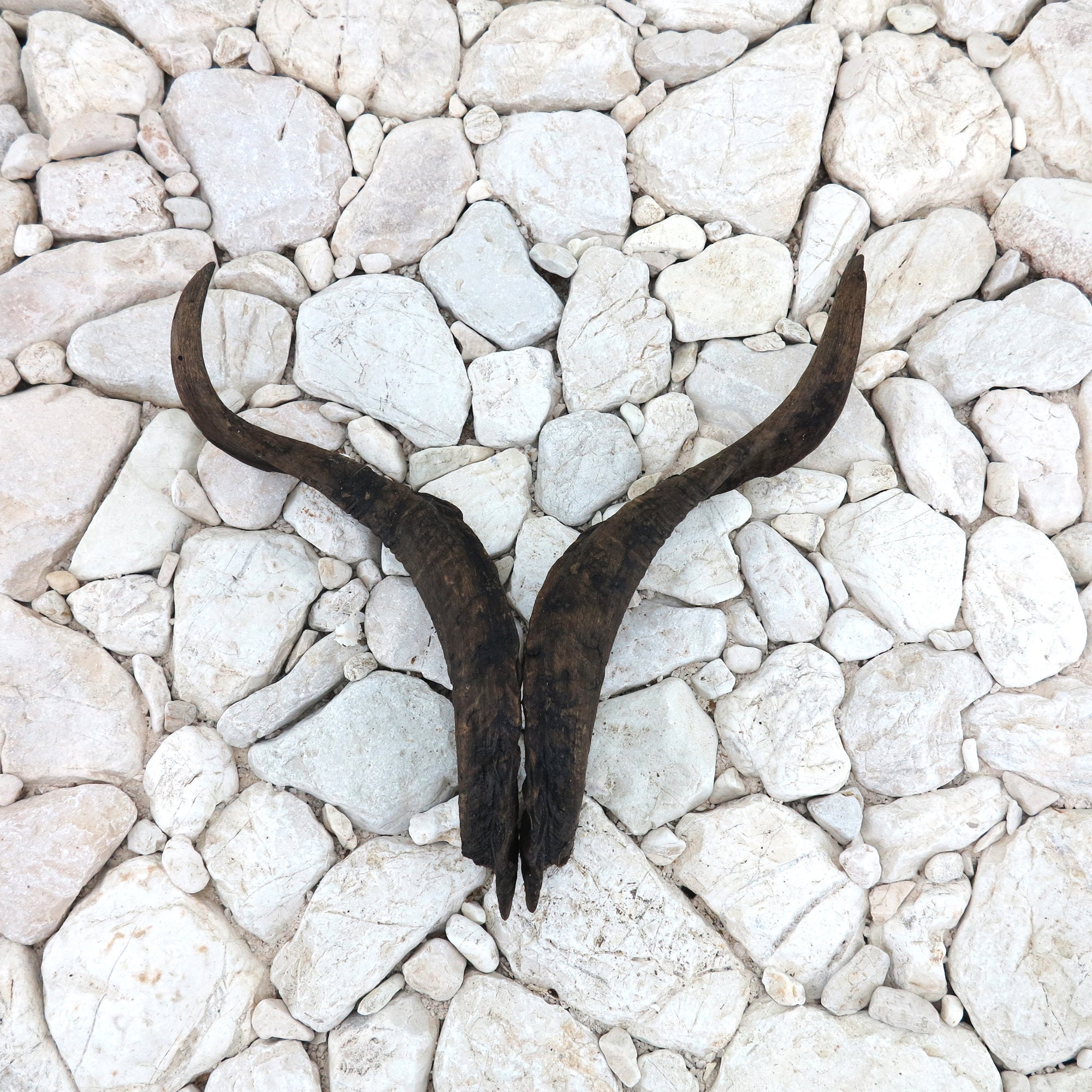 Goat Horns Medium Size Iconic Shape - Etsy
