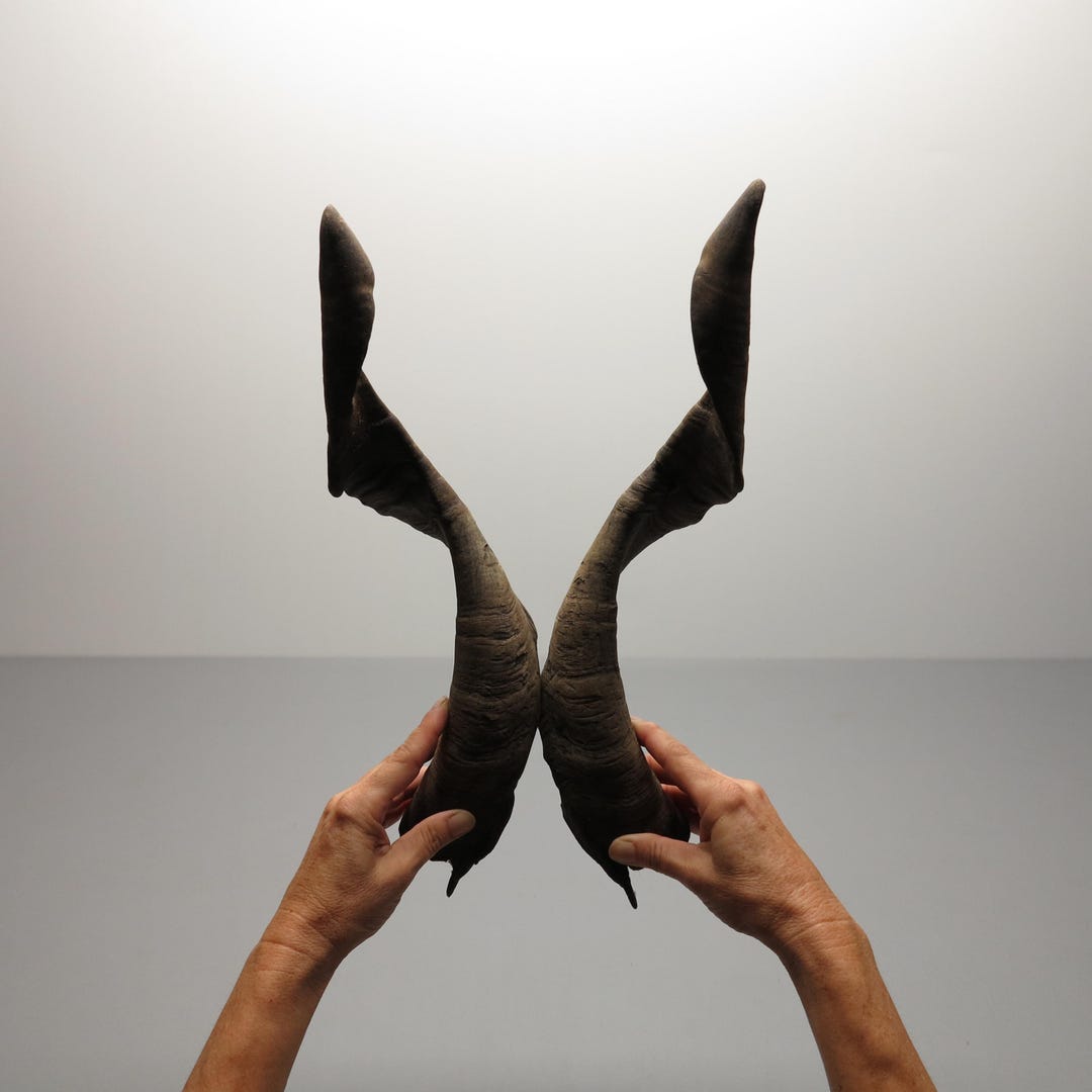 Goat Horns Decent Size Provocative Shape - Etsy