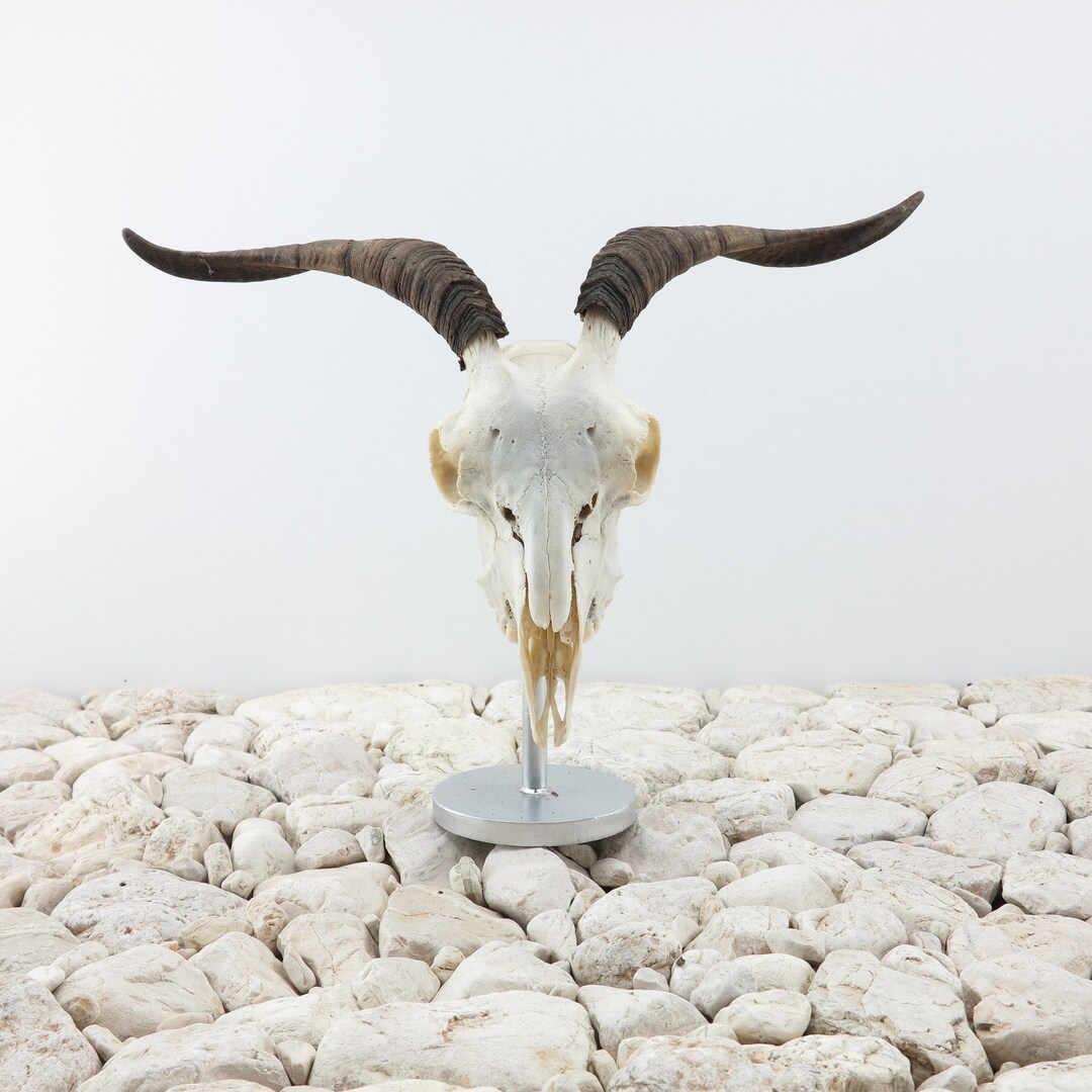 Goat Horns Compact Size Female Dark - Etsy