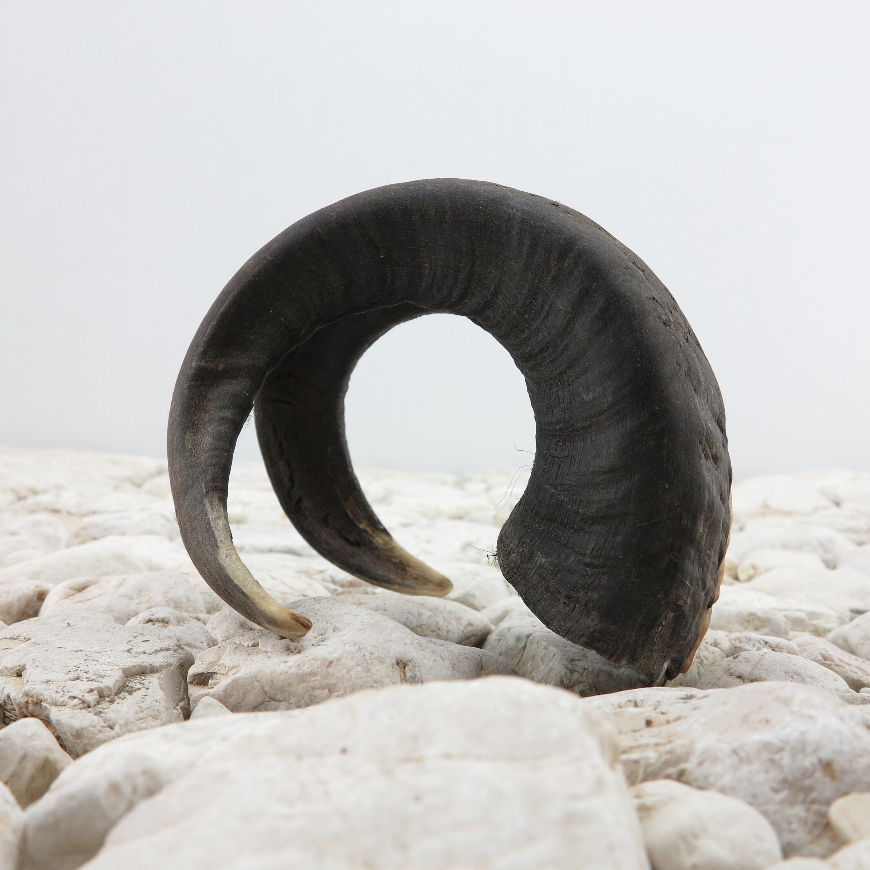 Ram Horns Compact Size Striped - Etsy UK