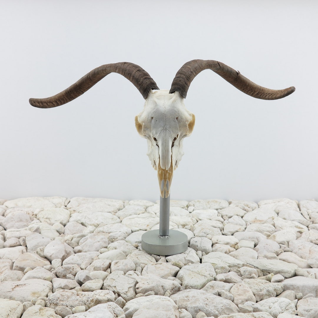 Goat Horns Medium Size Wavy Female - Etsy