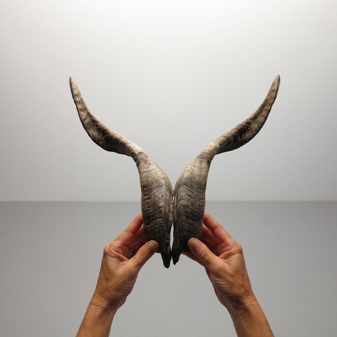 Goat Horns Common Size Iconic Shape - Etsy