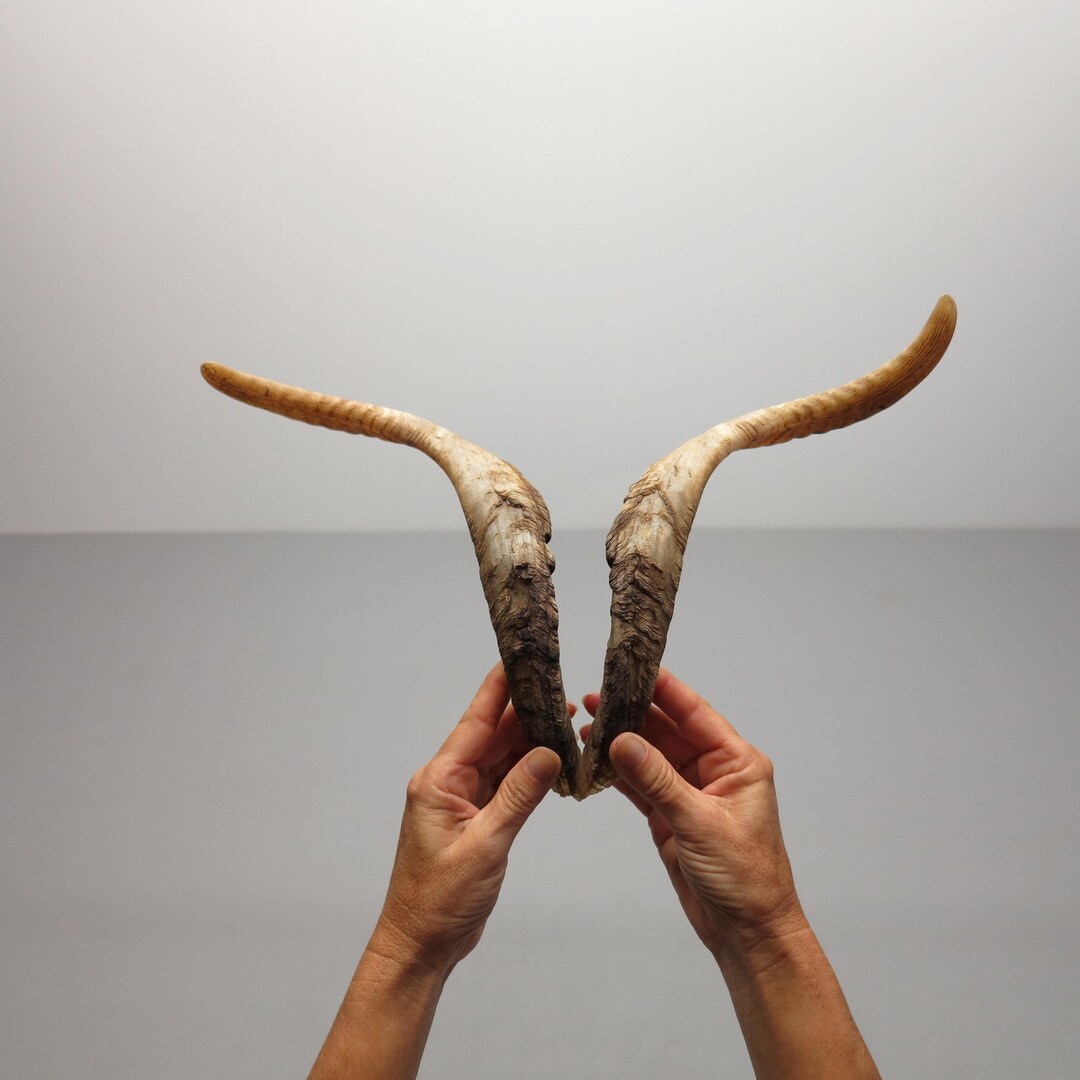 Goat Horns • Common Size - Etsy