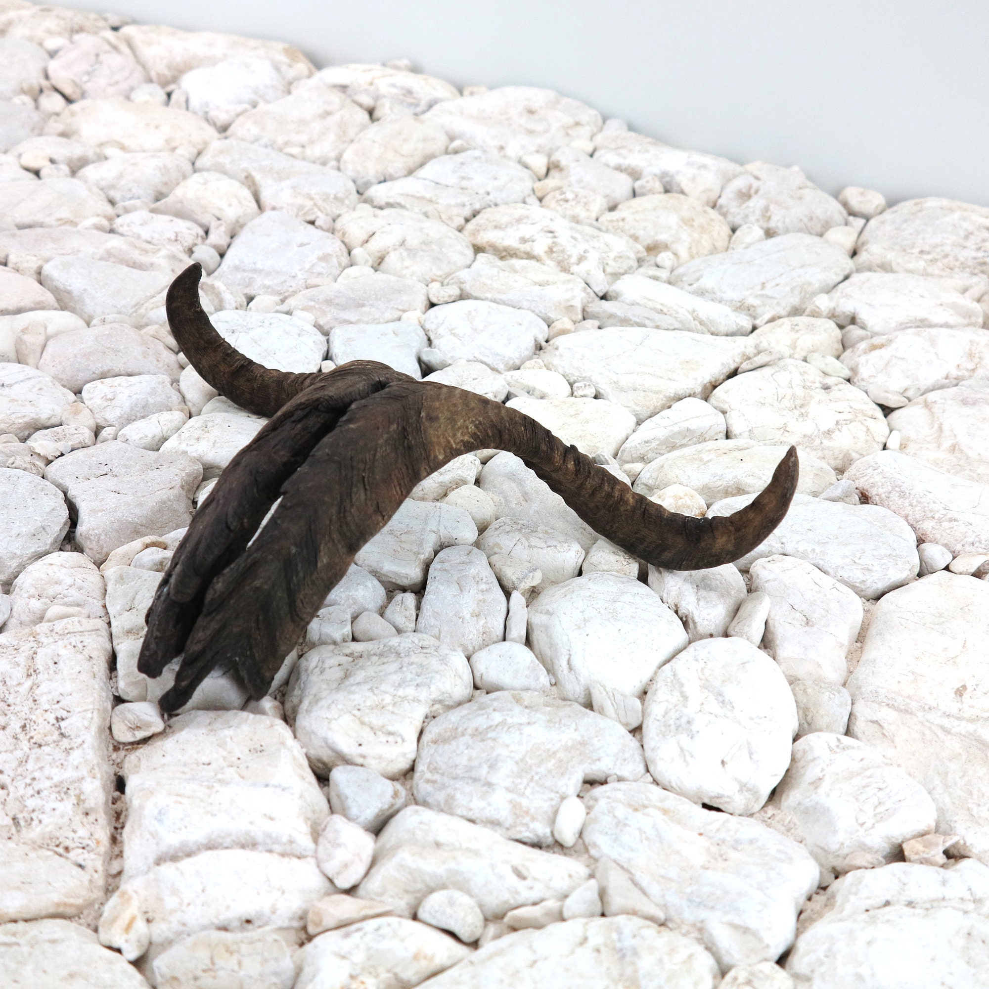 Goat Horns Medium Size Wavy Shape - Etsy