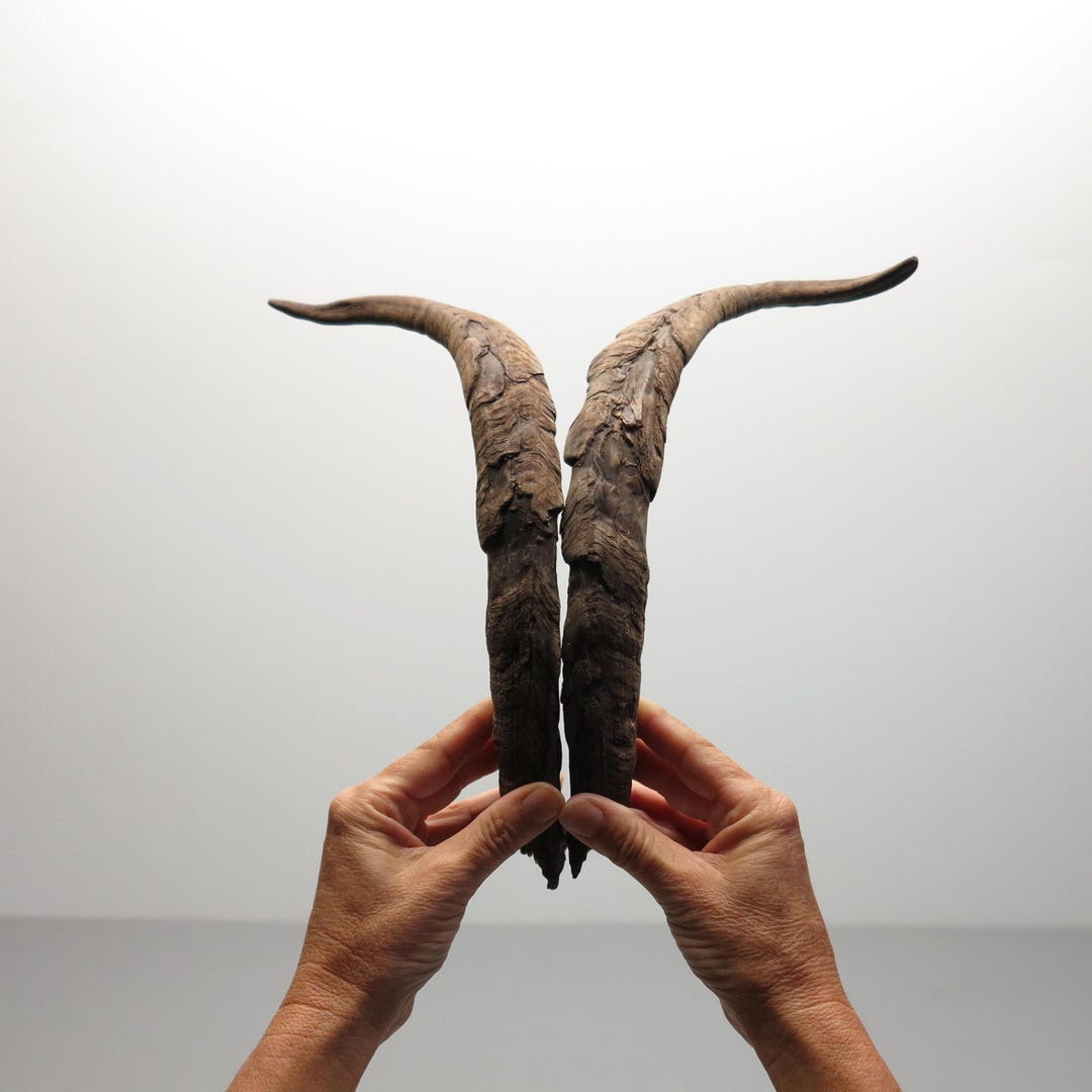 Goat Horns • Common Size • Iconic Shape - Etsy