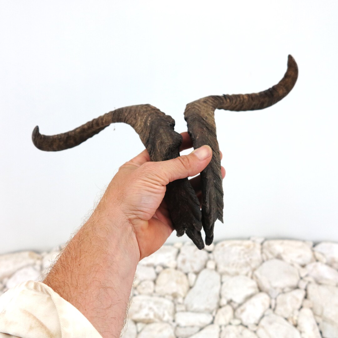 Goat Horns Medium Size Wavy Shape - Etsy