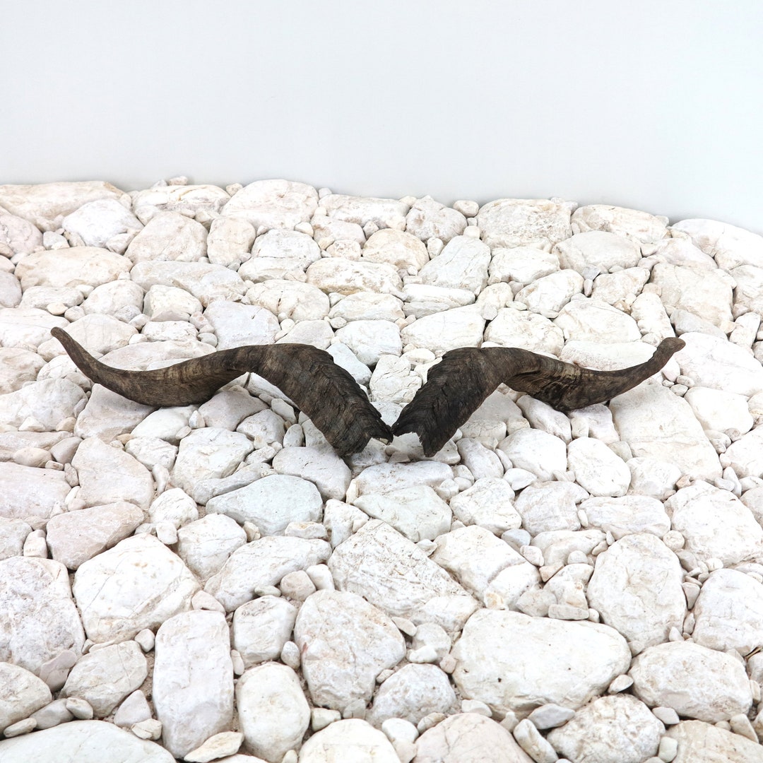 Goat Horns Medium Size Iconic Shape - Etsy