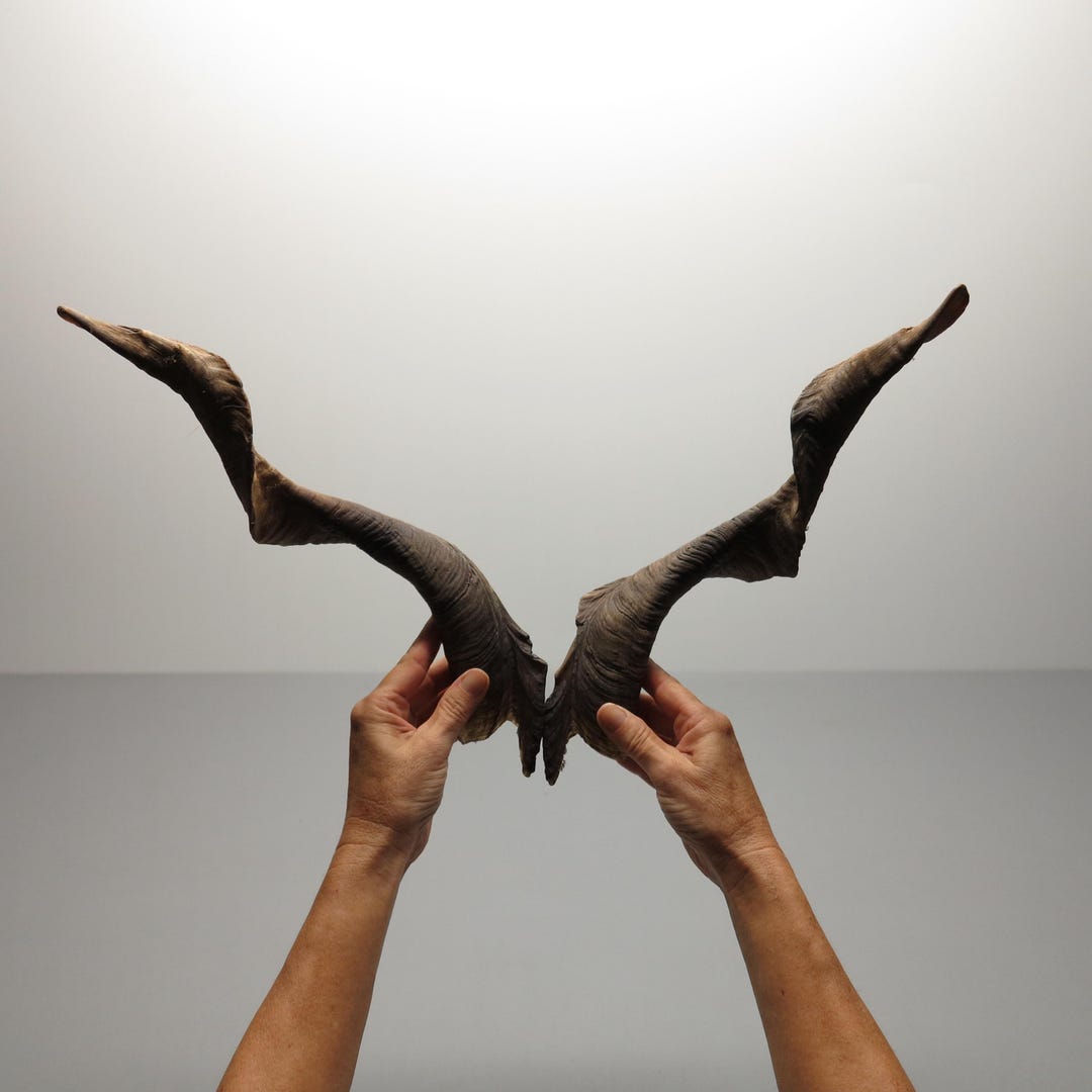 Goat Horns Decent Size Aggressive Shape - Etsy