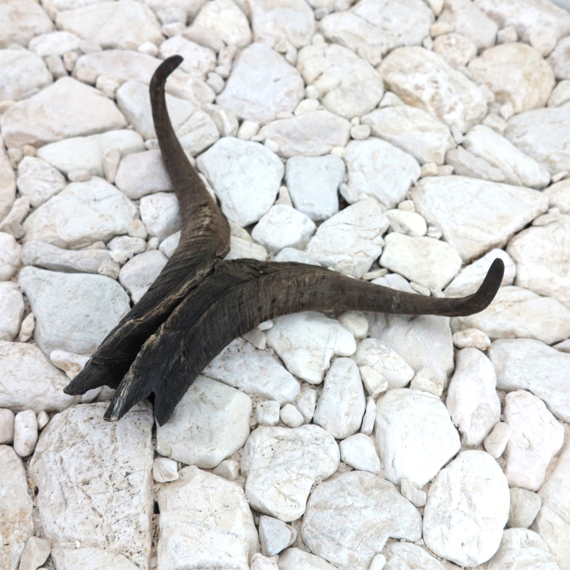 Goat Horns Medium Size Iconic Shape - Etsy