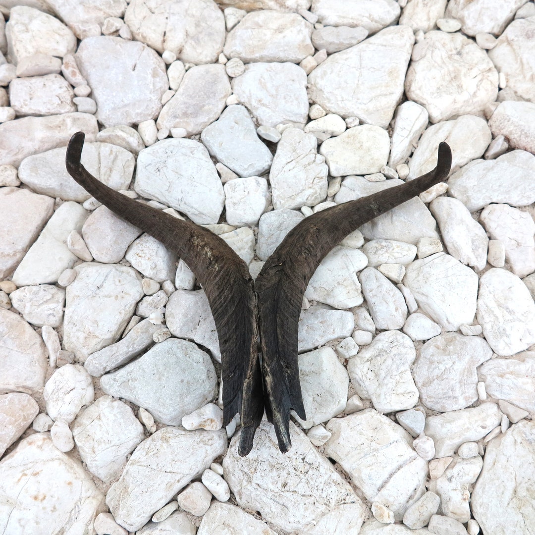 Goat Horns Medium Size Iconic Shape - Etsy