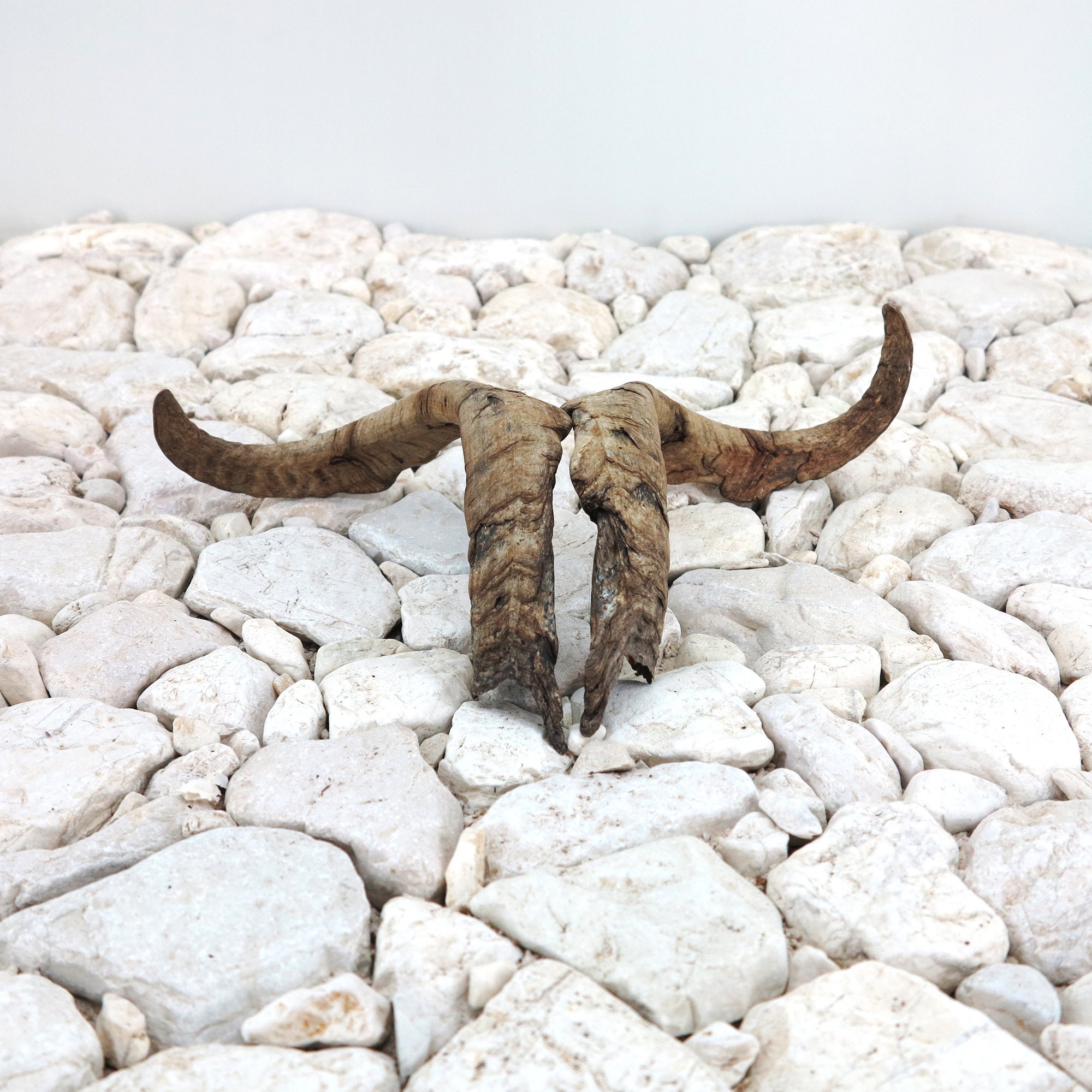 Goat Horns Medium Size Iconic Shape - Etsy