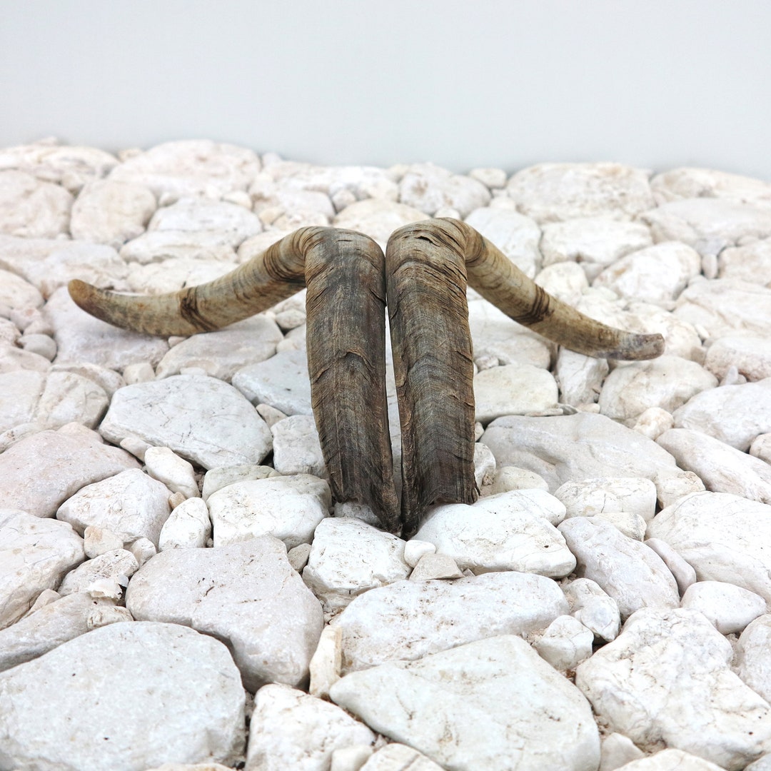 Goat Horns Medium Size Wavy Shape - Etsy