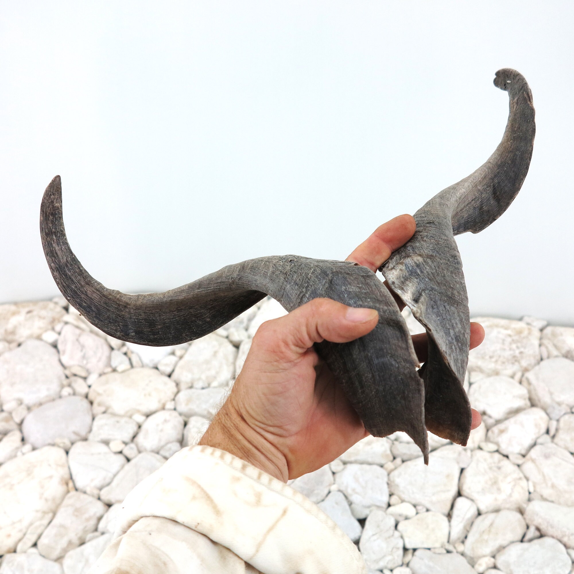 Goat Horns Medium Size Wavy Shape - Etsy