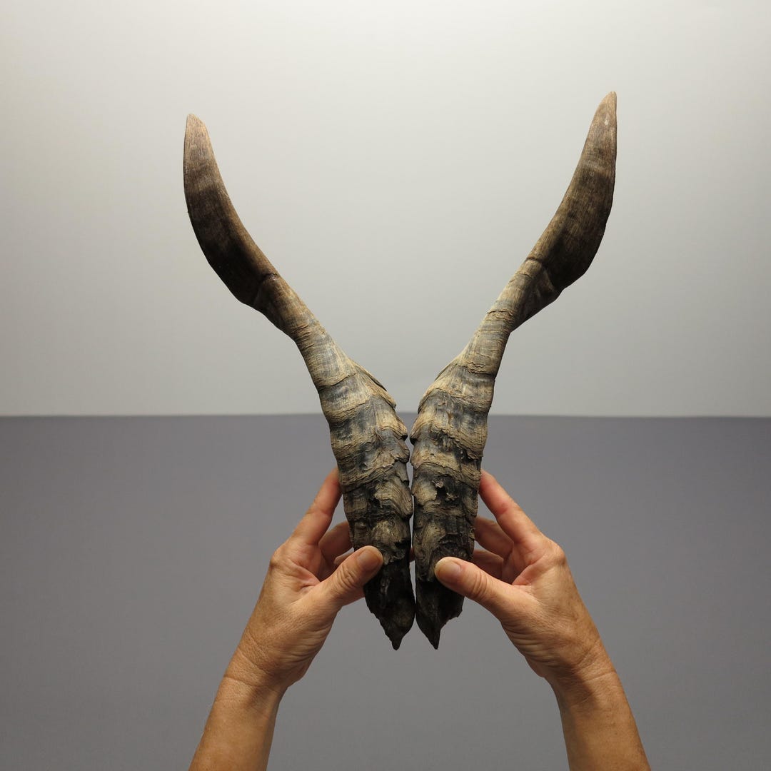 Goat Horns • Decent Size • Iconic Shape - Etsy