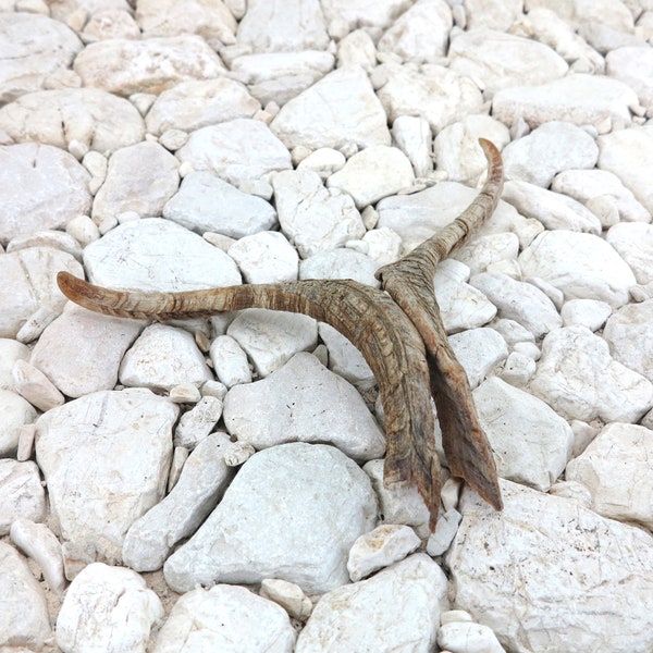 Satyr Horns - Etsy