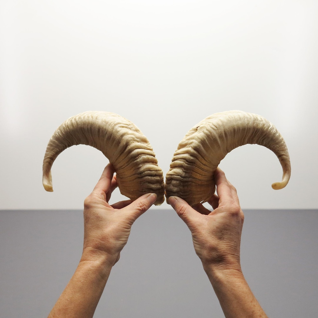 Ram Horns Medium Size Light - Etsy