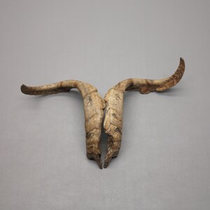 Goat Horns • Common Size • Iconic Shape - Etsy