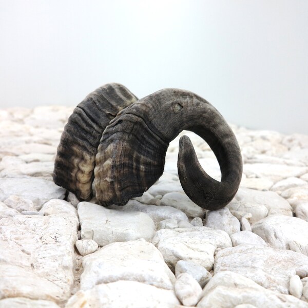 Ram Horns - Etsy