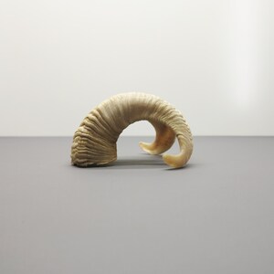 Ram Horns Medium Size Light - Etsy