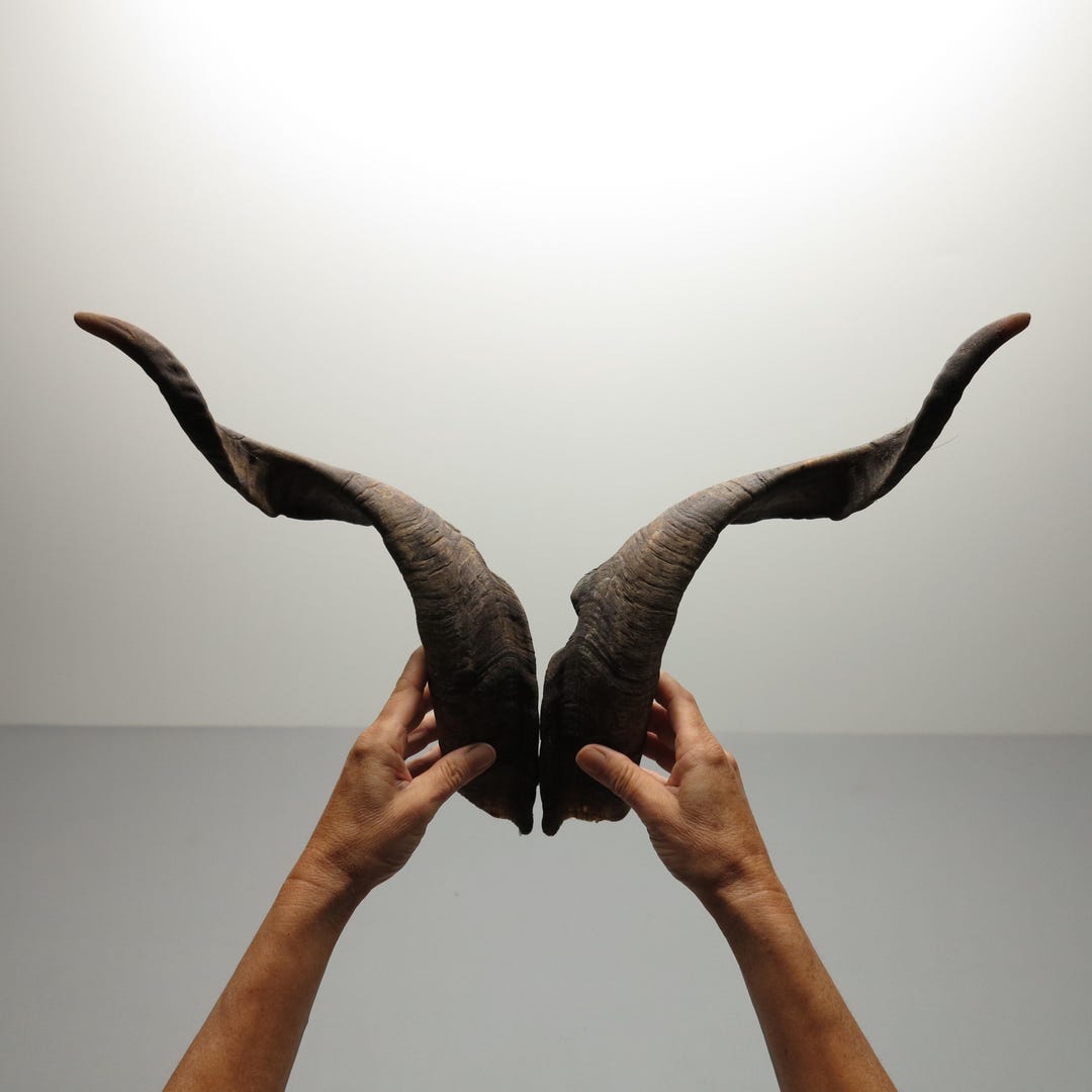 Goat Horns • Large Size • Curly Shape - Etsy