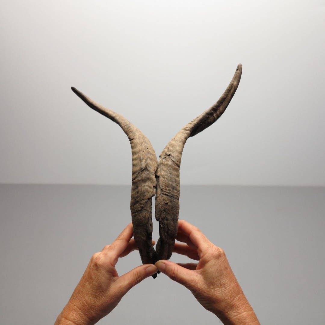Goat Horns • Common Size • Iconic Shape - Etsy