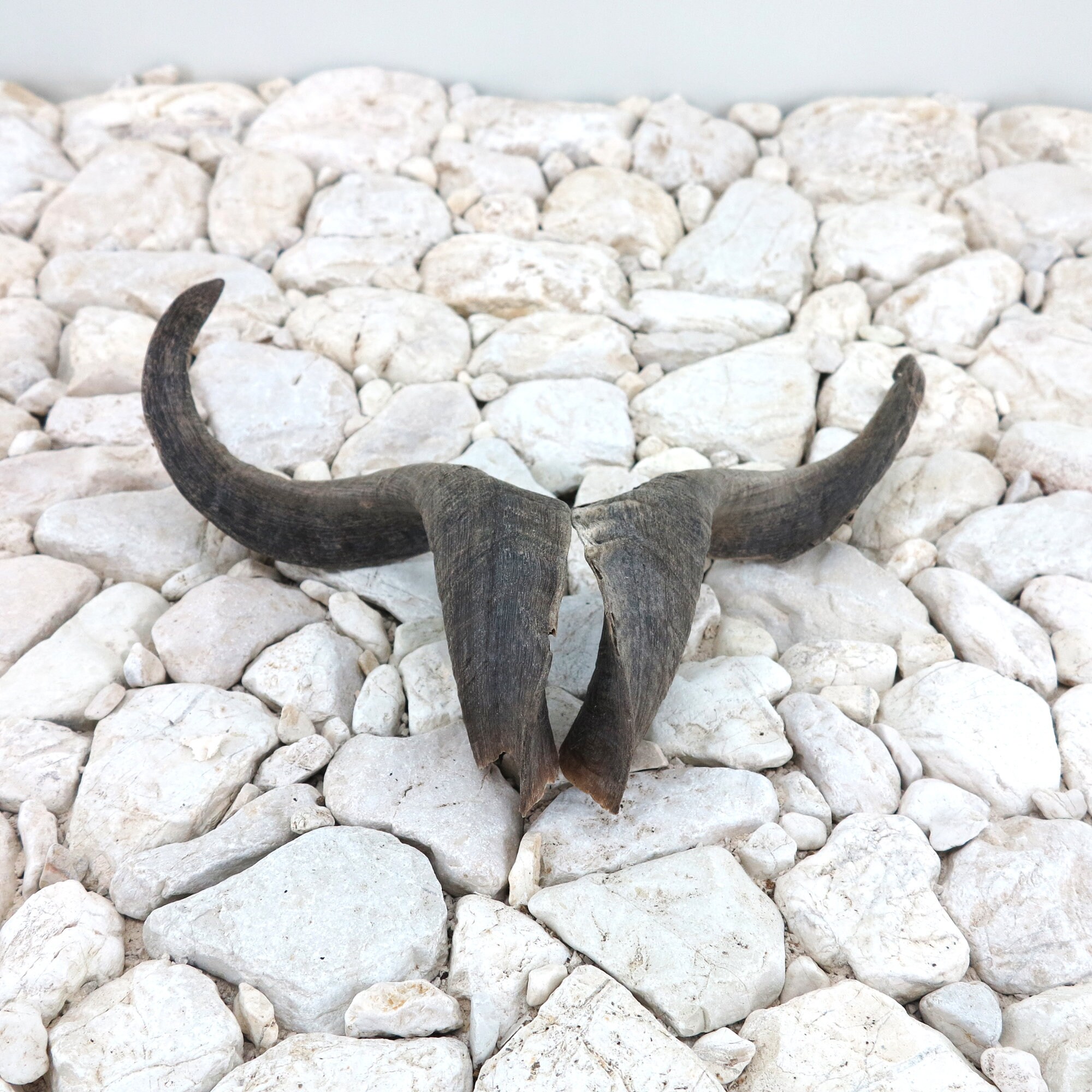 Goat Horns Medium Size Wavy Shape - Etsy