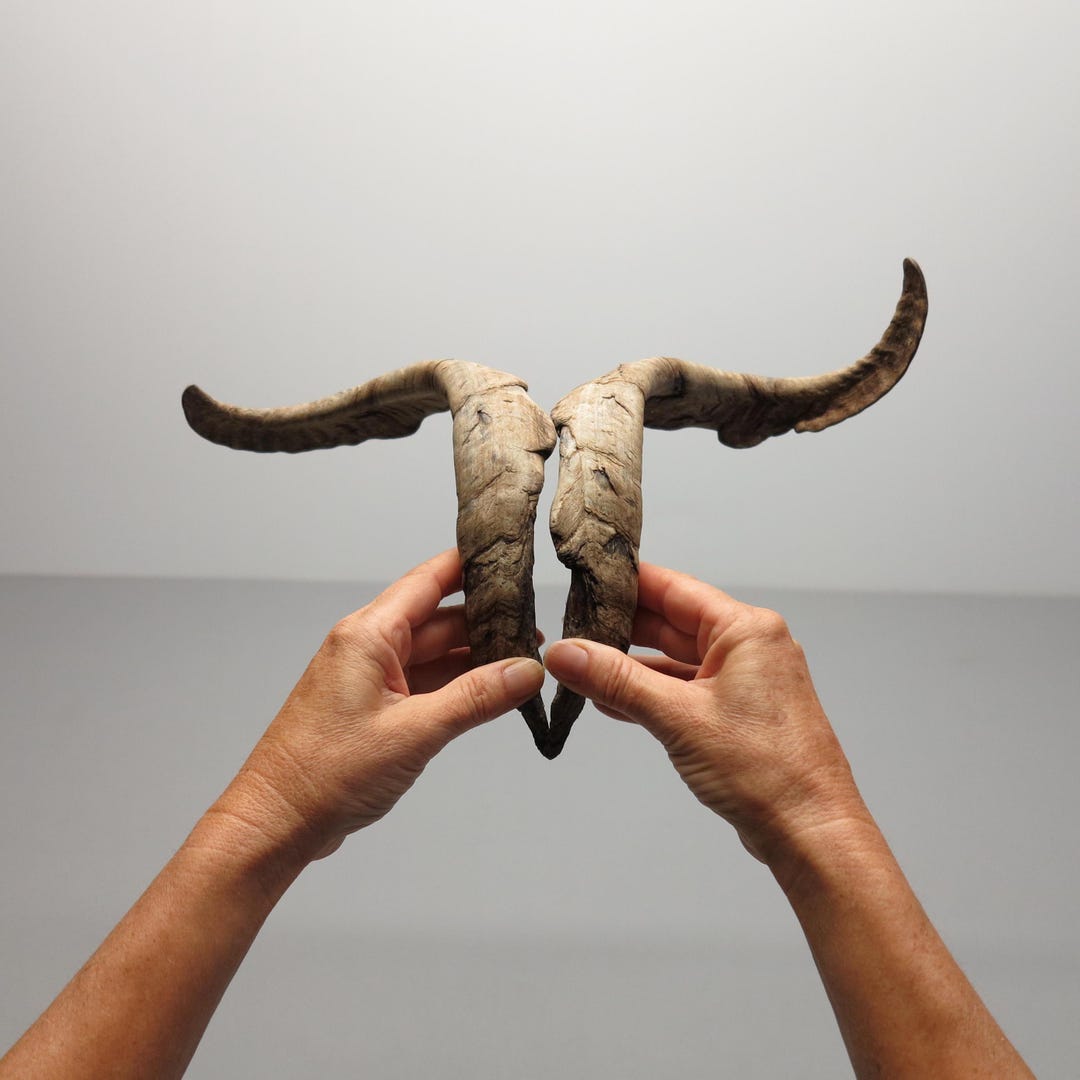 Goat Horns • Common Size • Iconic Shape - Etsy