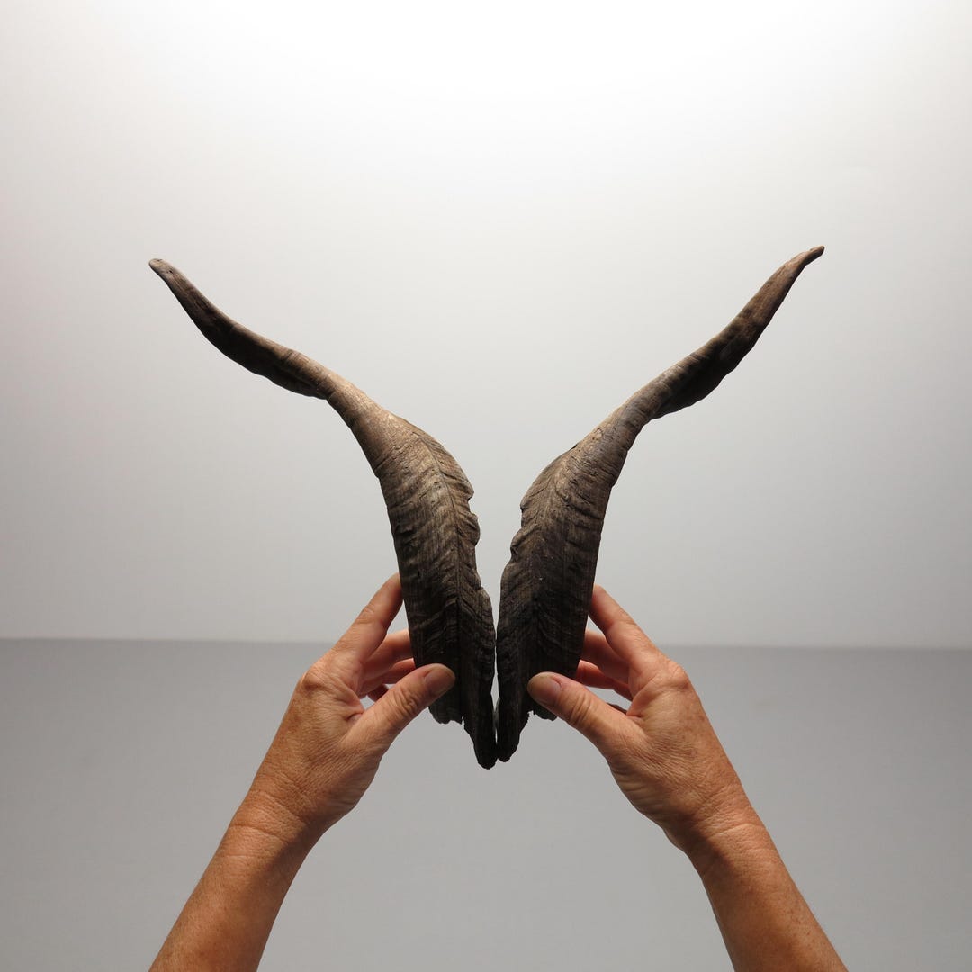 Goat Horns Common Size Iconic Shape - Etsy