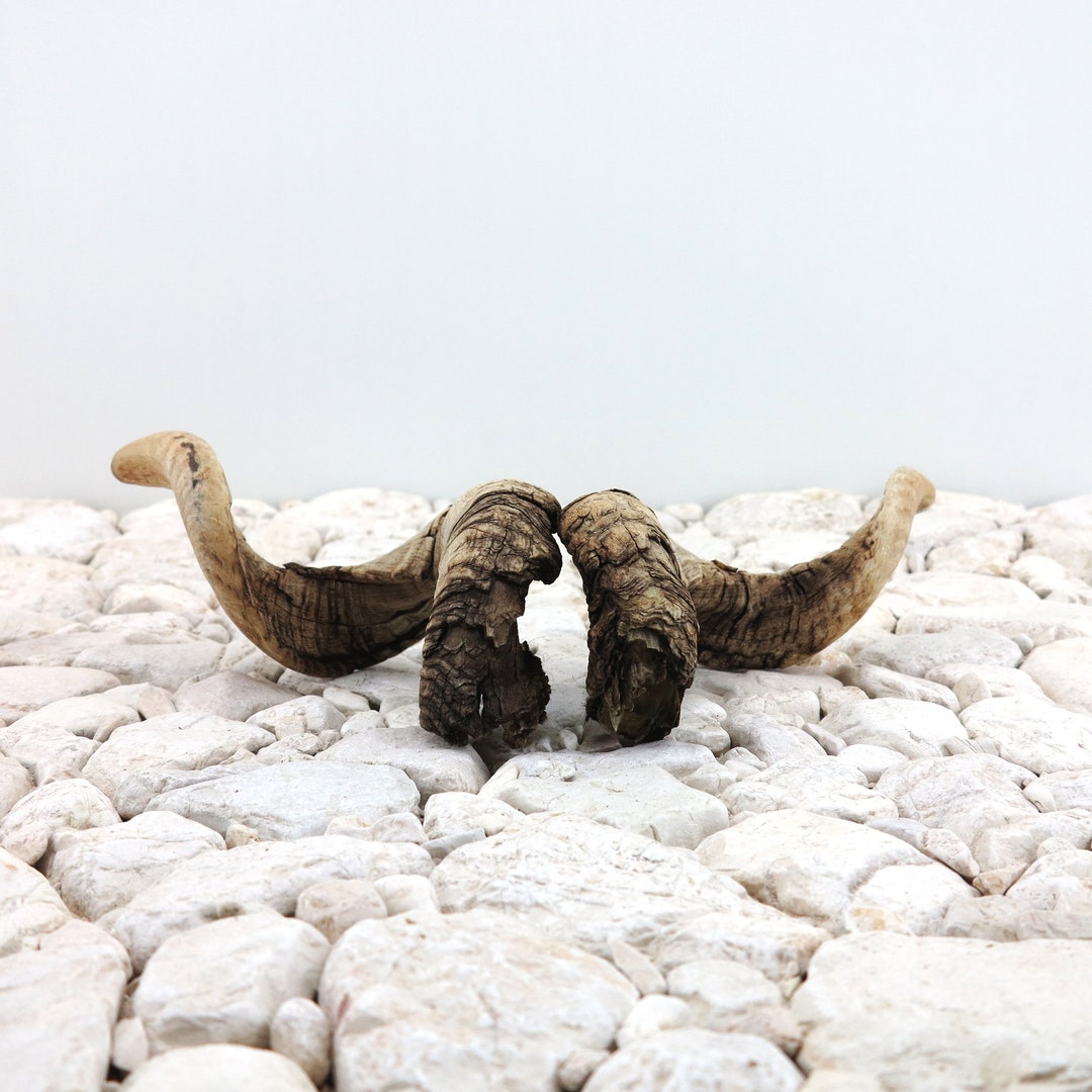 Ram Horns Large Size Light - Etsy