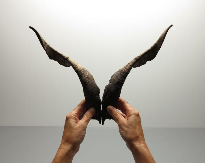 Goat Horns • Modest Size • Iconic Shape - Etsy