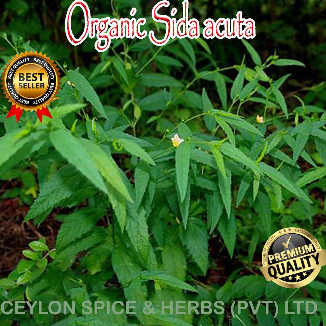 Sida Acuta ,organic Broom Weed ,sida Acuta Extract ,sida Rhombifolia ...