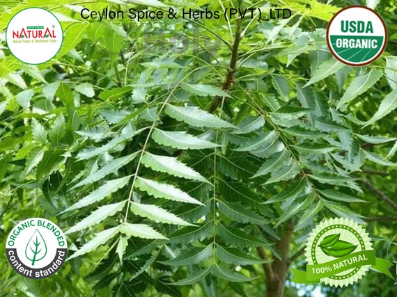 Neem Leaves Organically Grown 100% Pure Picked Fresh to - Etsy
