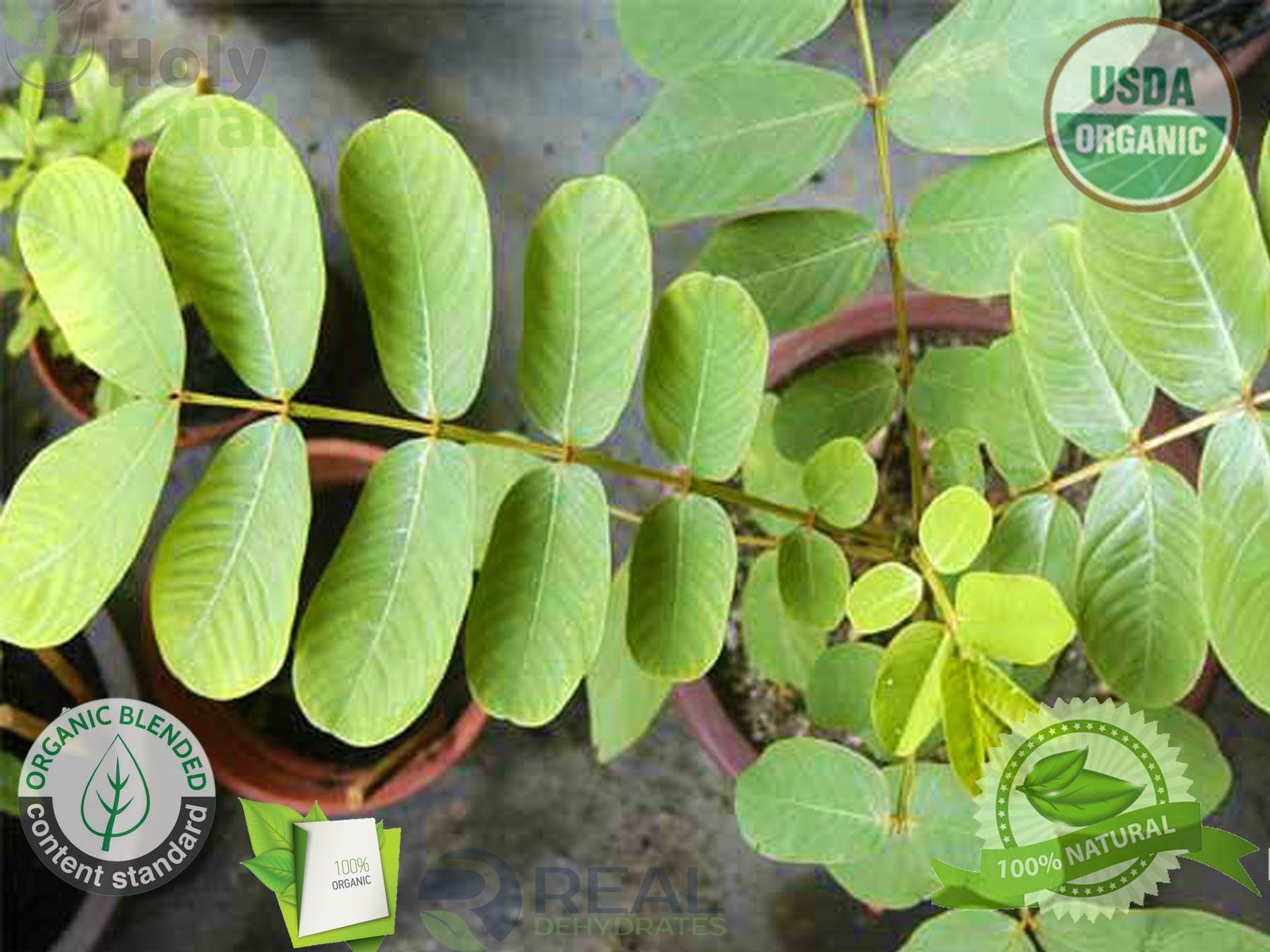 Cassia Alata Organic Candle Bush Leaves King of the - Etsy