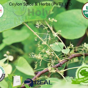 1LB Coscinium Fenestratum Dried Calumba Wood Stem Herbal | Etsy