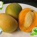 Alphonso Mango Seeds 24 Seeds per Pack Rare King of | Etsy