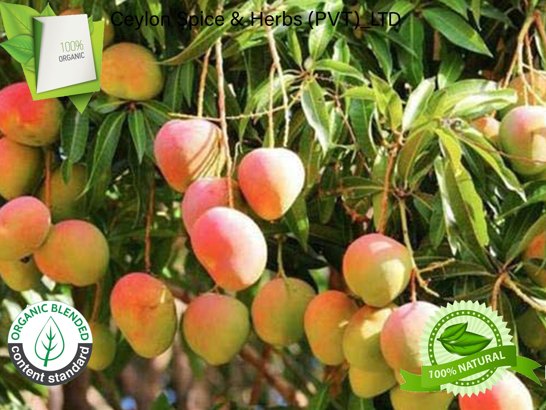 Alphonso Mango Seeds 24 Seeds per Pack Rare King of | Etsy