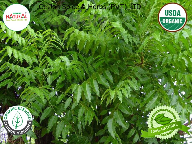 Neem Leaves Organically Grown 100% Pure Picked Fresh to - Etsy