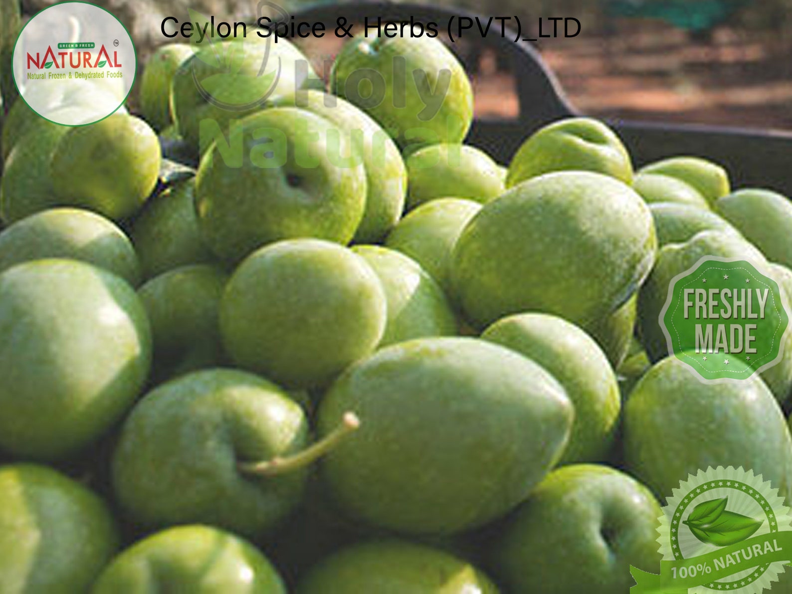 Olive Tree Seeds High Quality 50 bulk seeds Sprout Rate | Etsy