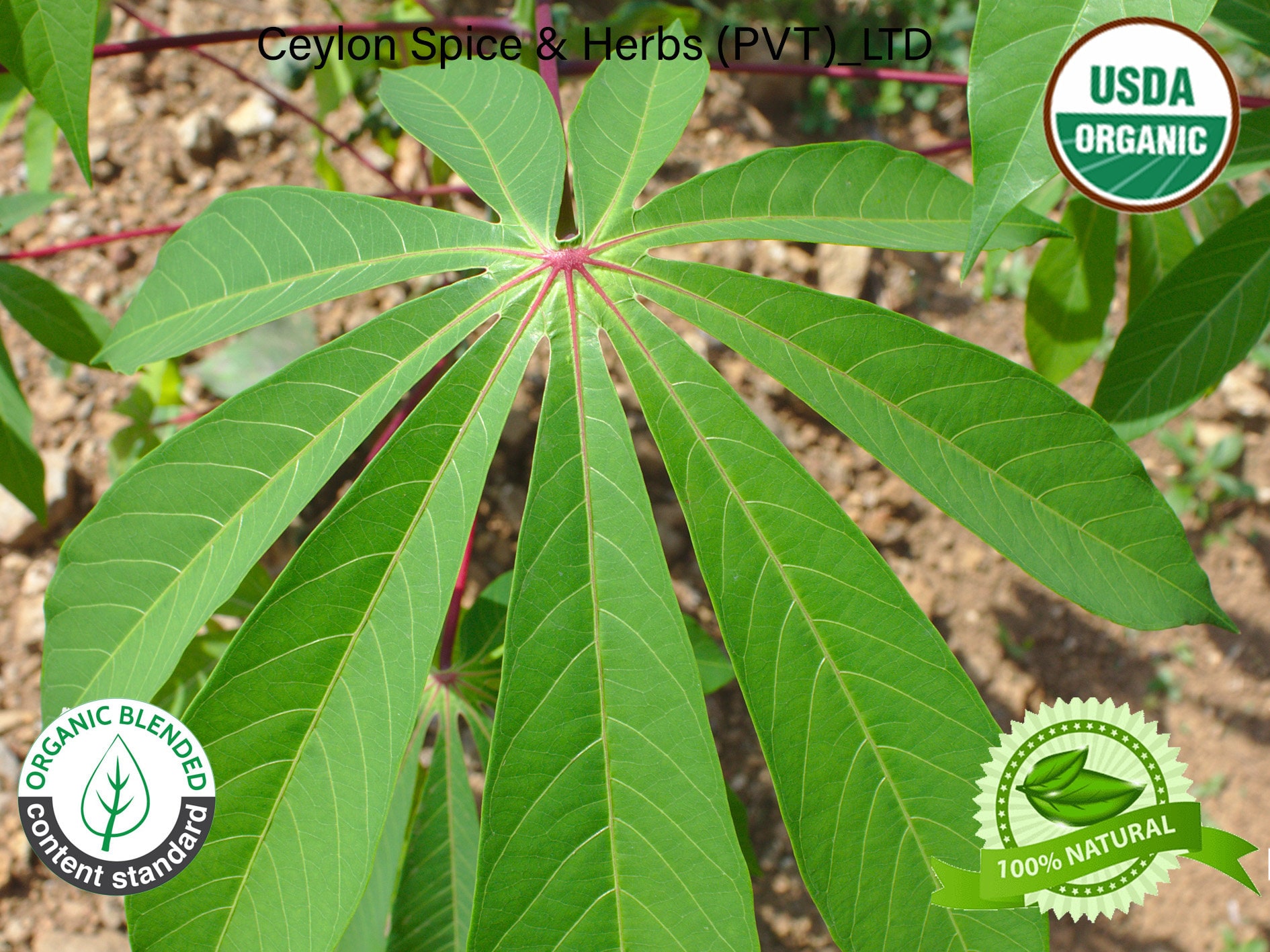 Cassava Leaves KG BULK Organically Grown Cassava Leaf, 45% OFF