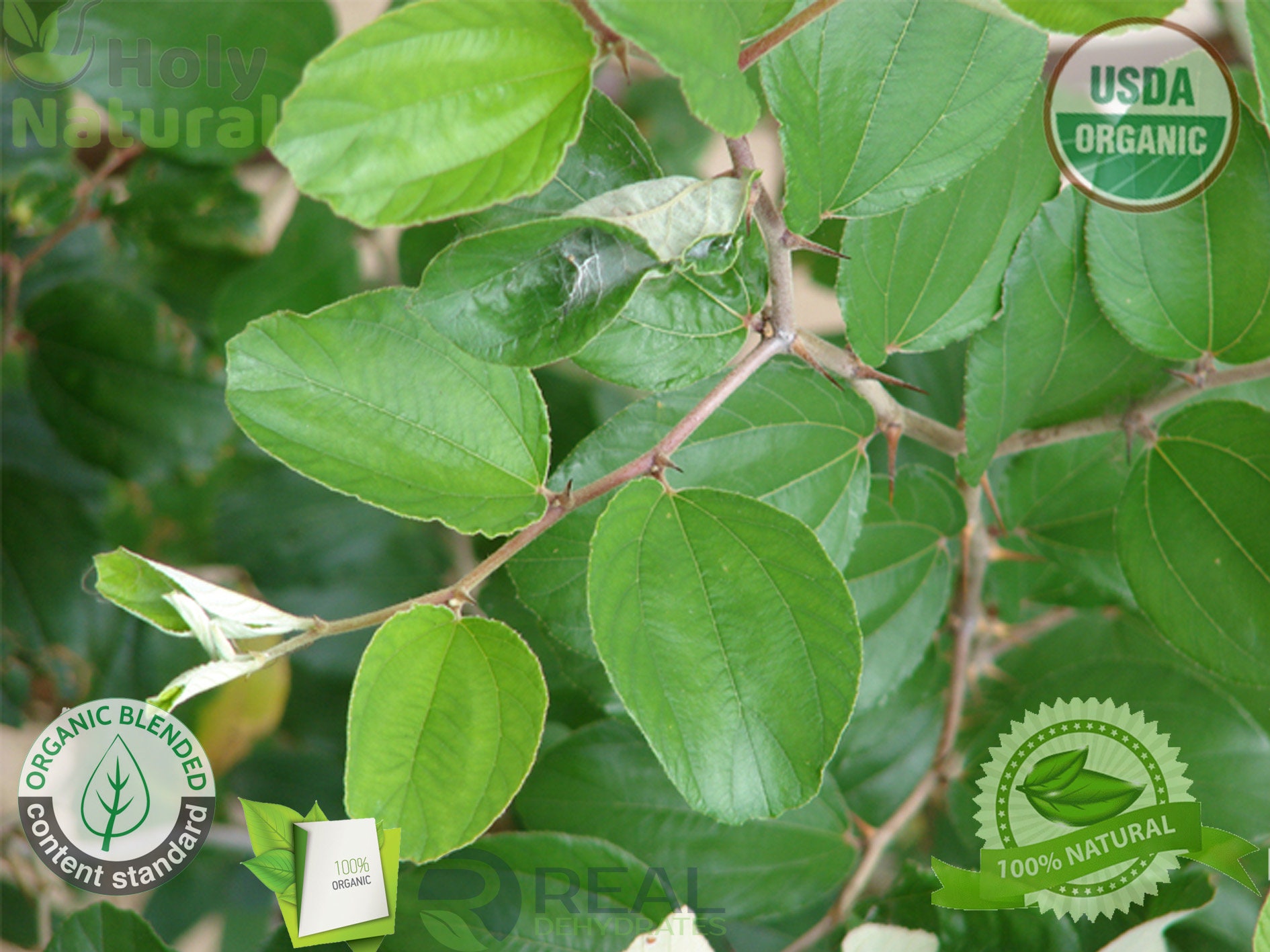 Sidr Leaves Organic Jujube Leaves Powder Extract Freshly - Etsy
