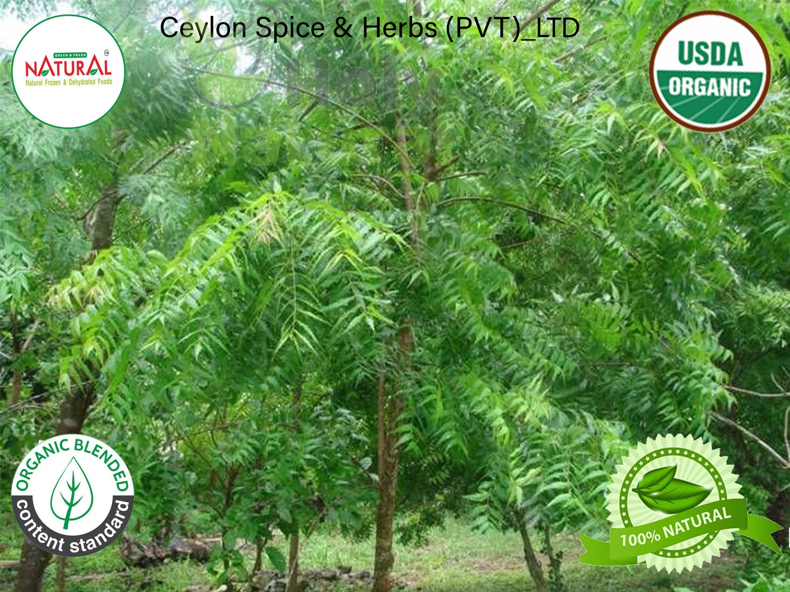 Neem Leaves Organically Grown 100% Pure Picked Fresh to - Etsy