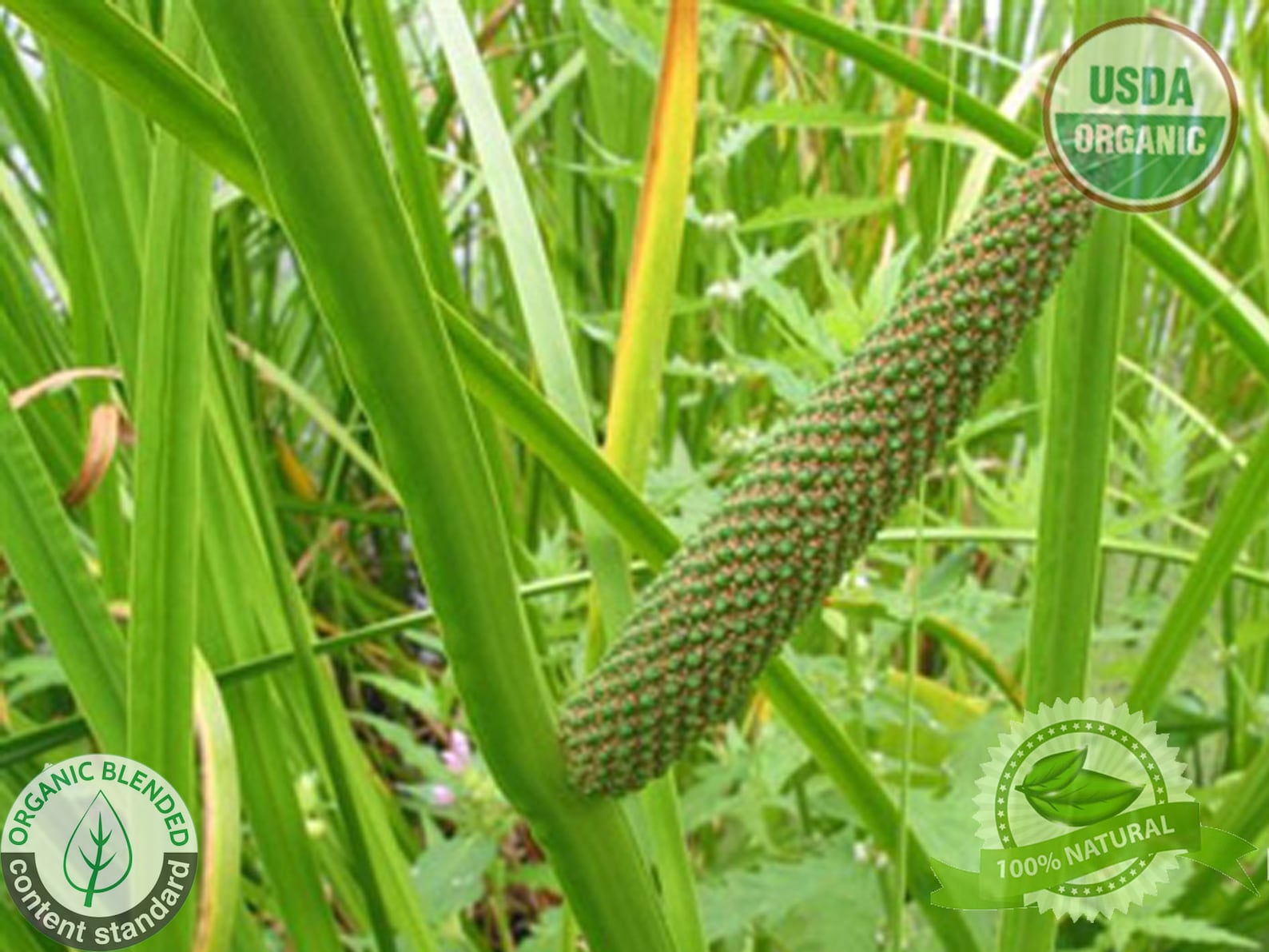 Calamus Root Powder Acorus Calamus Sweet Flag Organic - Etsy