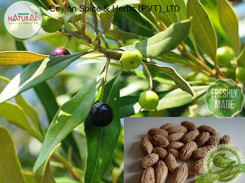 Olive Tree Seeds High Quality 50 Bulk Seeds Sprout Rate | Etsy