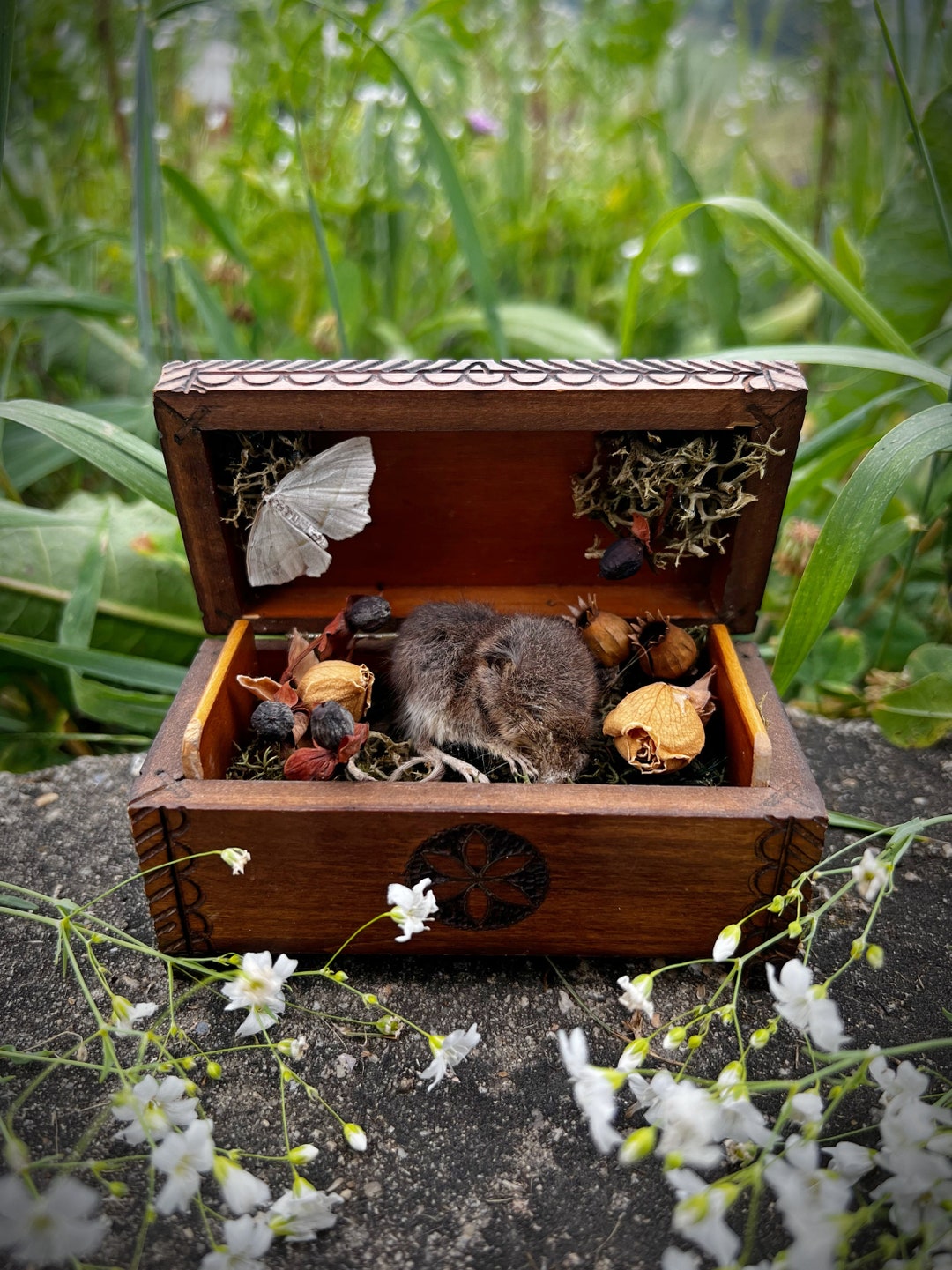 Mummified Mouse Art, Memento Mori, Taxidermy Art, Oddities Decor ...