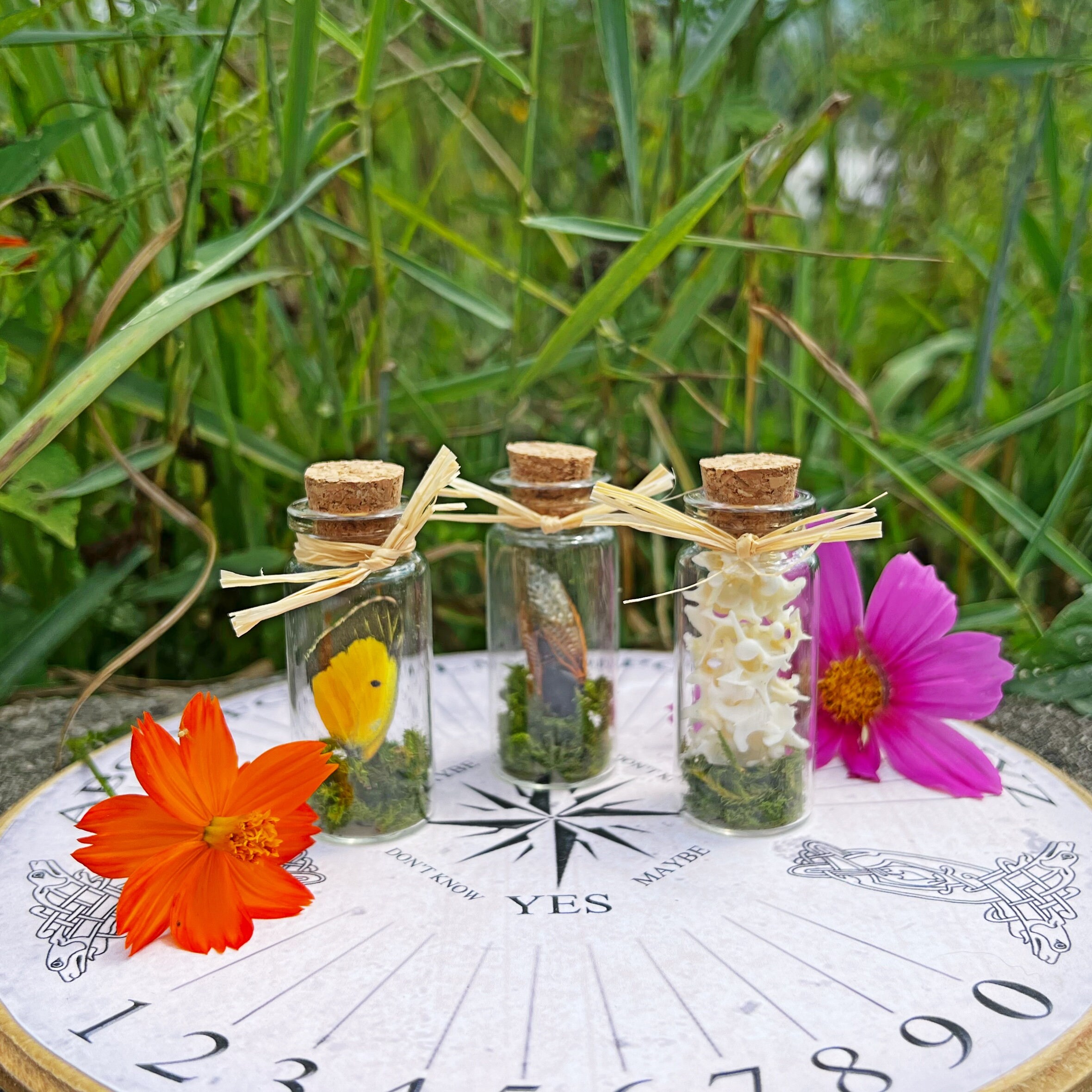 Oddity Vials, Snake Vertebre, Butterfly Wing, Locust, Oddities Decor ...