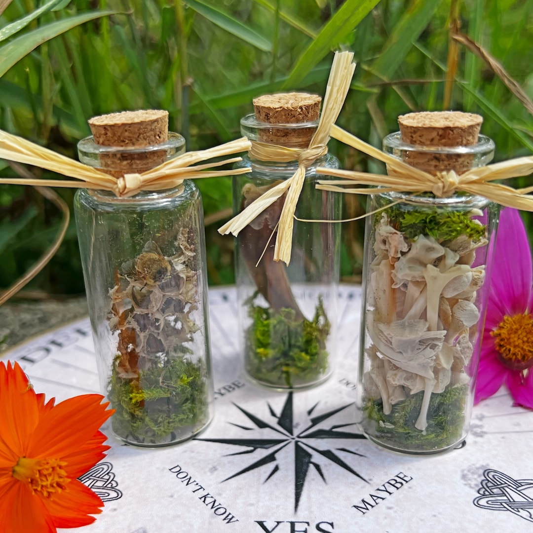 Oddity Vials, Small Bone Jar, Real Bee, Real Badger Claw, Oddities ...