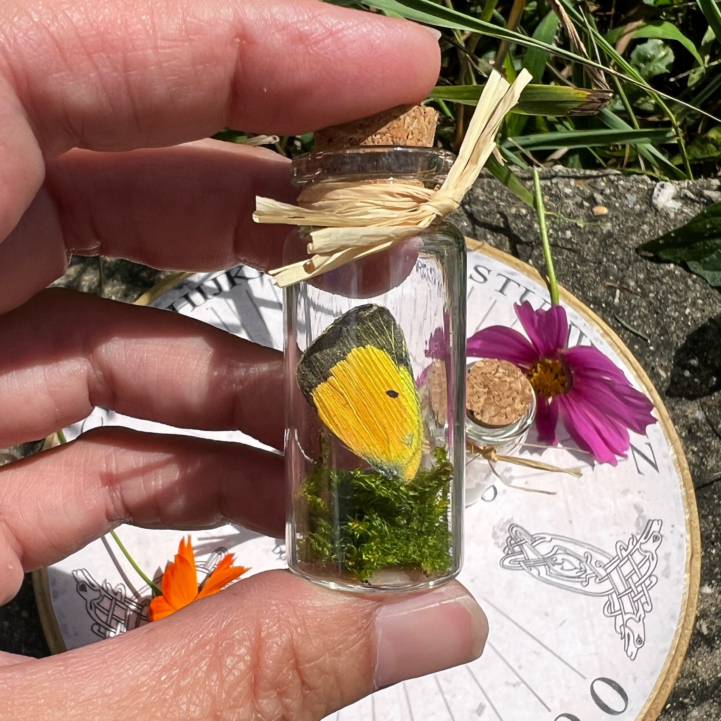 Oddity Vials, Snake Vertebre, Butterfly Wing, Locust, Oddities Decor ...