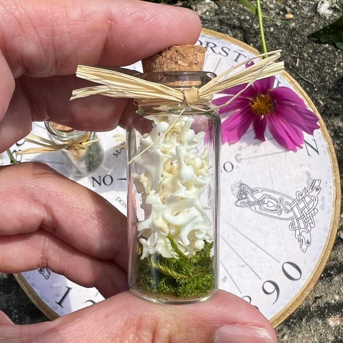 Oddity Vials, Snake Vertebre, Butterfly Wing, Locust, Oddities Decor ...