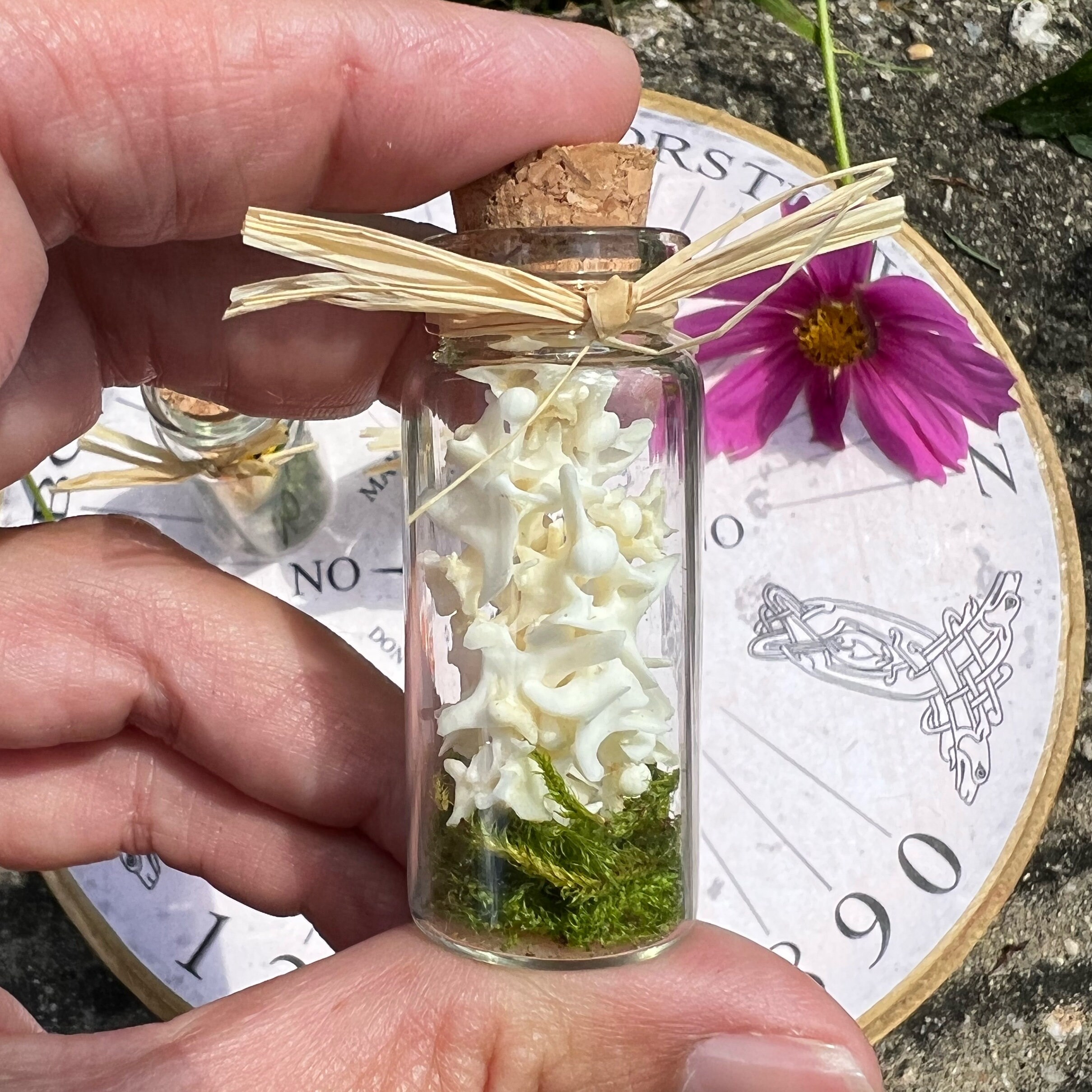Oddity Vials, Snake Vertebre, Butterfly Wing, Locust, Oddities Decor ...
